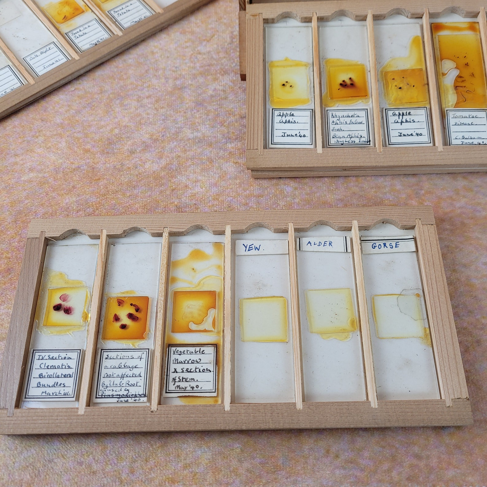 Antique Microscope Slides, Botanical Flora and Fauna Circa 1940 - Etsy