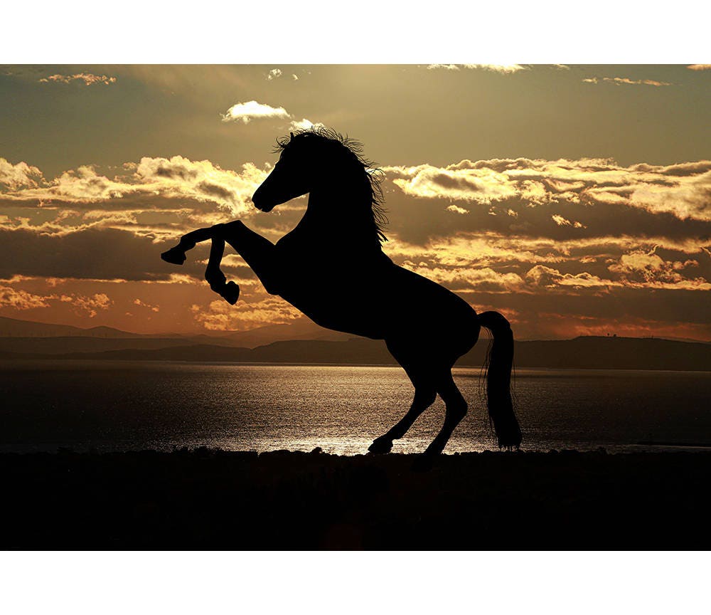 Black Horse Rearing In Sunset