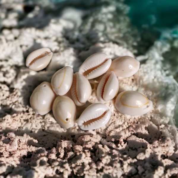 Cowrie Shells - Etsy