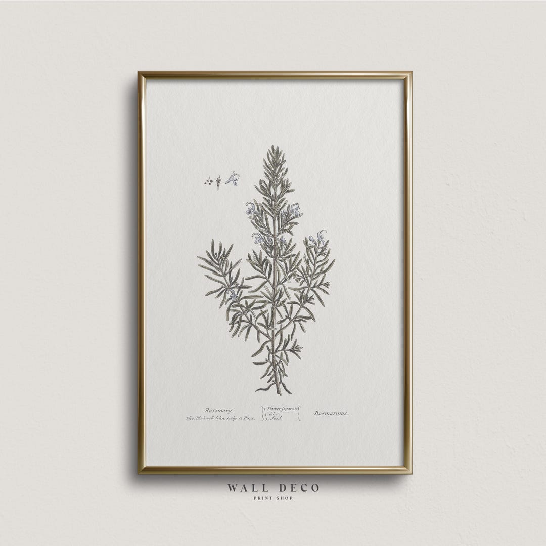 Vintage Kitchen Herb Print, Botanical Rosemary Illustration Art ...