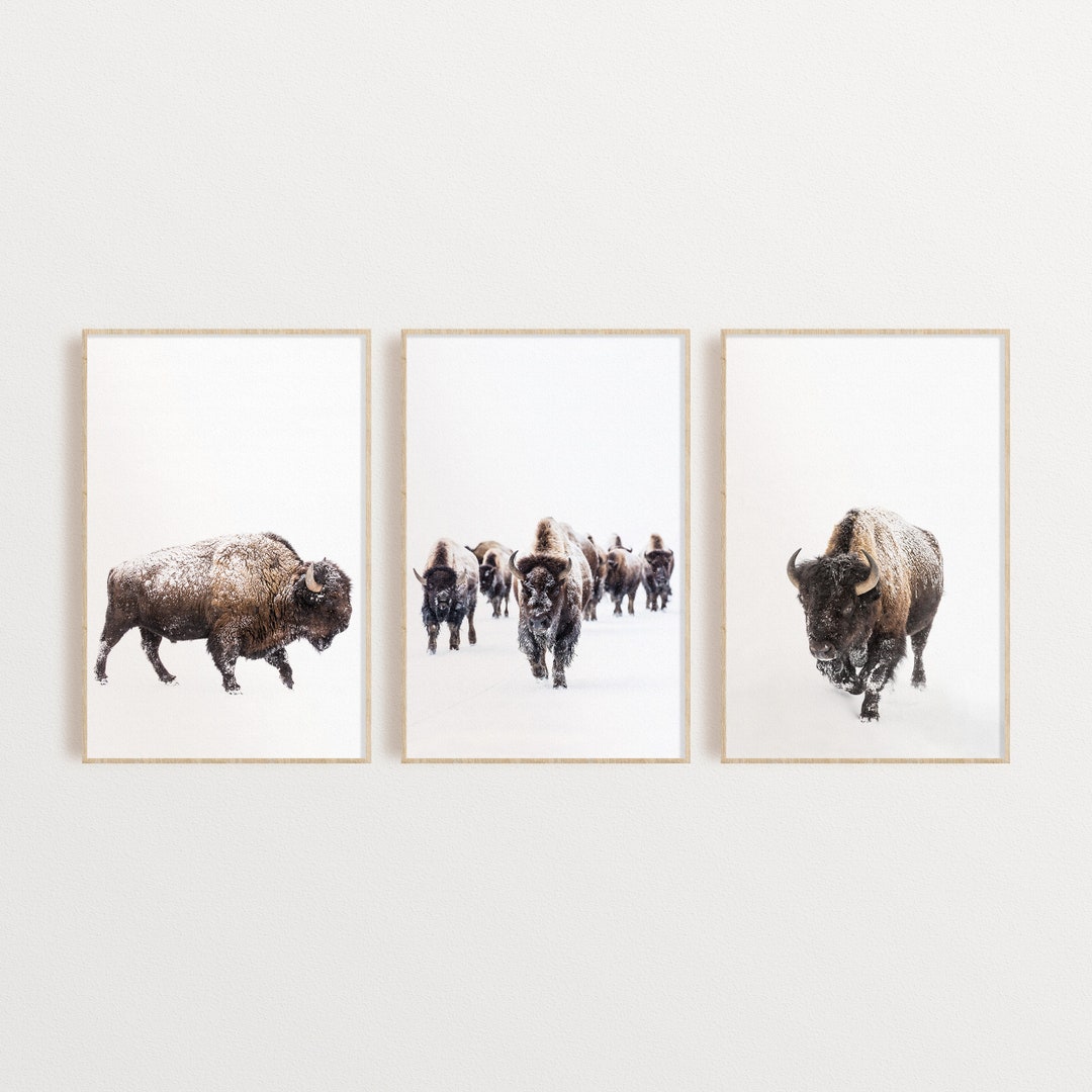 Set of 3 Bison Print PRINTABLE WALL ART Winter Animal Photography ...