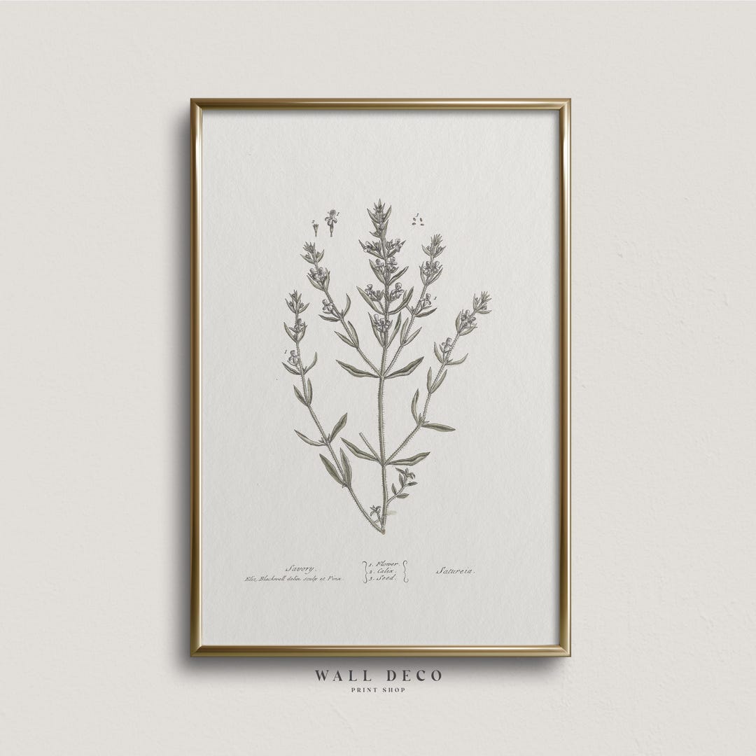 Vintage Botanical Savory Print, Kitchen Herb Illustration Wall Art ...