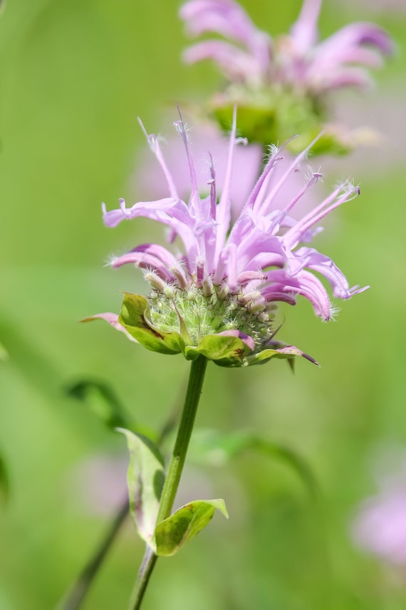 Spiky Purple Flower Names