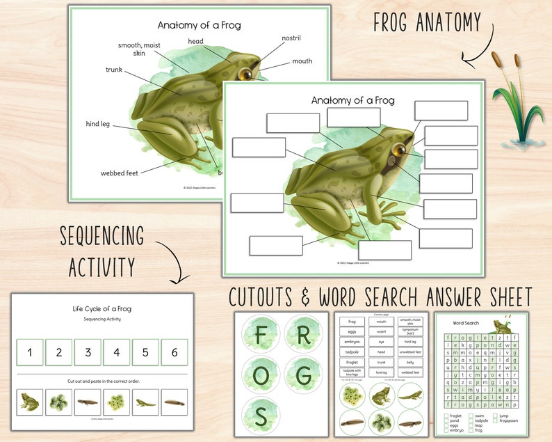 Frog Unit Study Bundle Frog Life Cycle & Anatomy Charlotte - Etsy