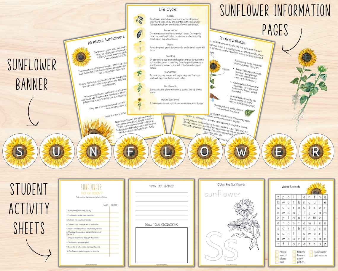Sunflower Unit Study Bundle Sunflower Life Cycle & Anatomy - Etsy
