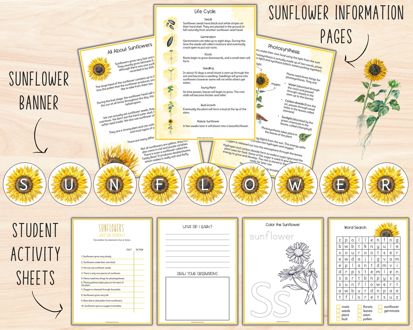 Sunflower Unit Study Bundle Sunflower Life Cycle & Anatomy - Etsy