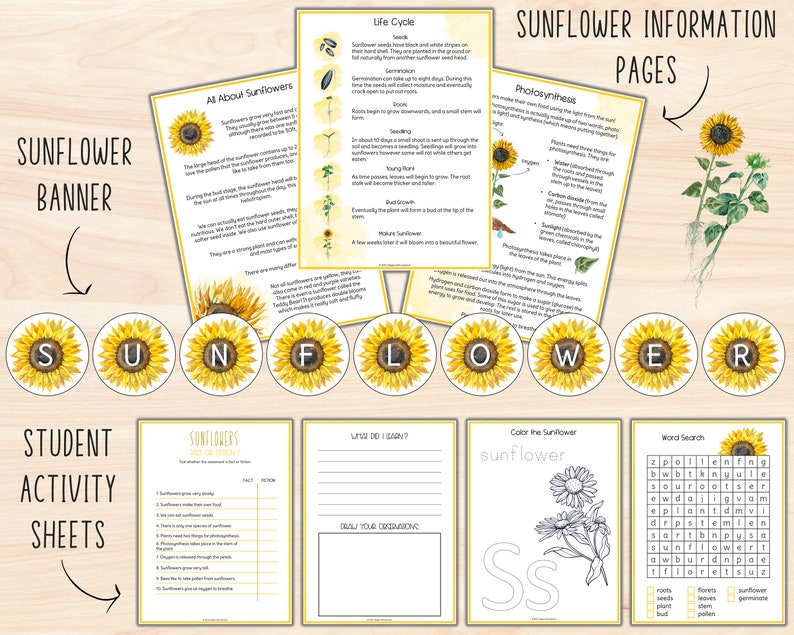 Sunflower Unit Study Bundle Sunflower Life Cycle & Anatomy - Etsy