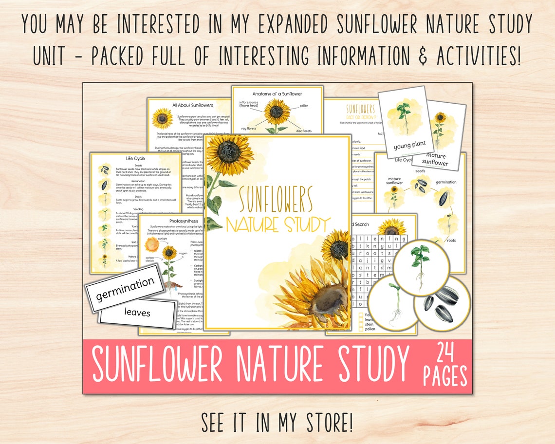 Sunflower Life Cycle Unit, Charlotte Mason Nature Study Printables ...