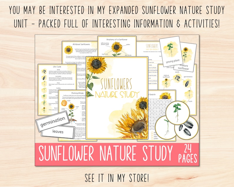 Sunflower Life Cycle Unit, Charlotte Mason Nature Study Printables ...