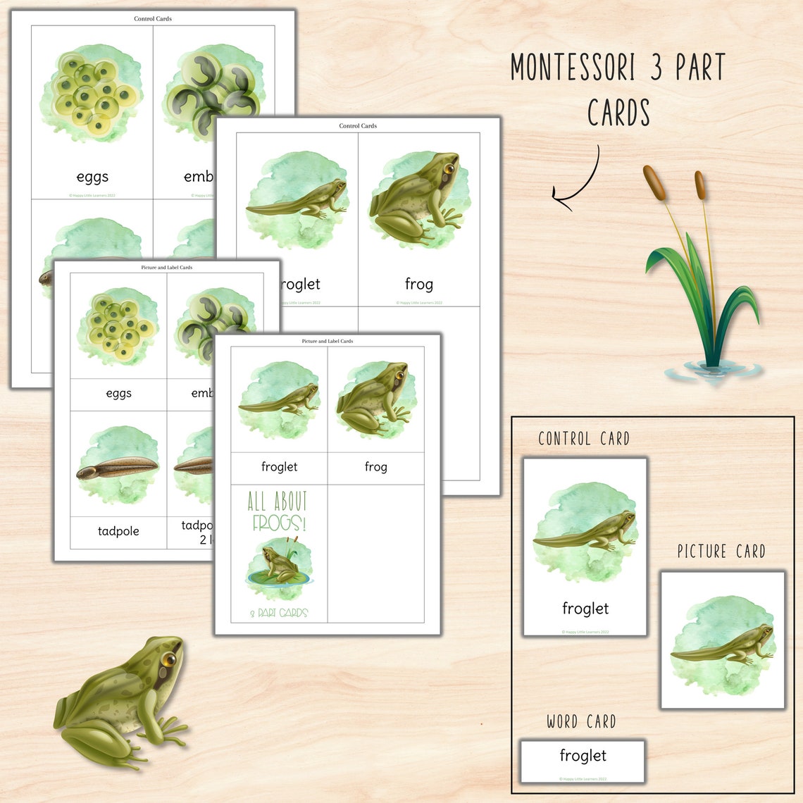 Frog Unit Study Bundle, Frog Life Cycle & Anatomy, Charlotte Mason ...