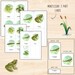 Frog Unit Study Bundle, Frog Life Cycle & Anatomy, Charlotte Mason ...