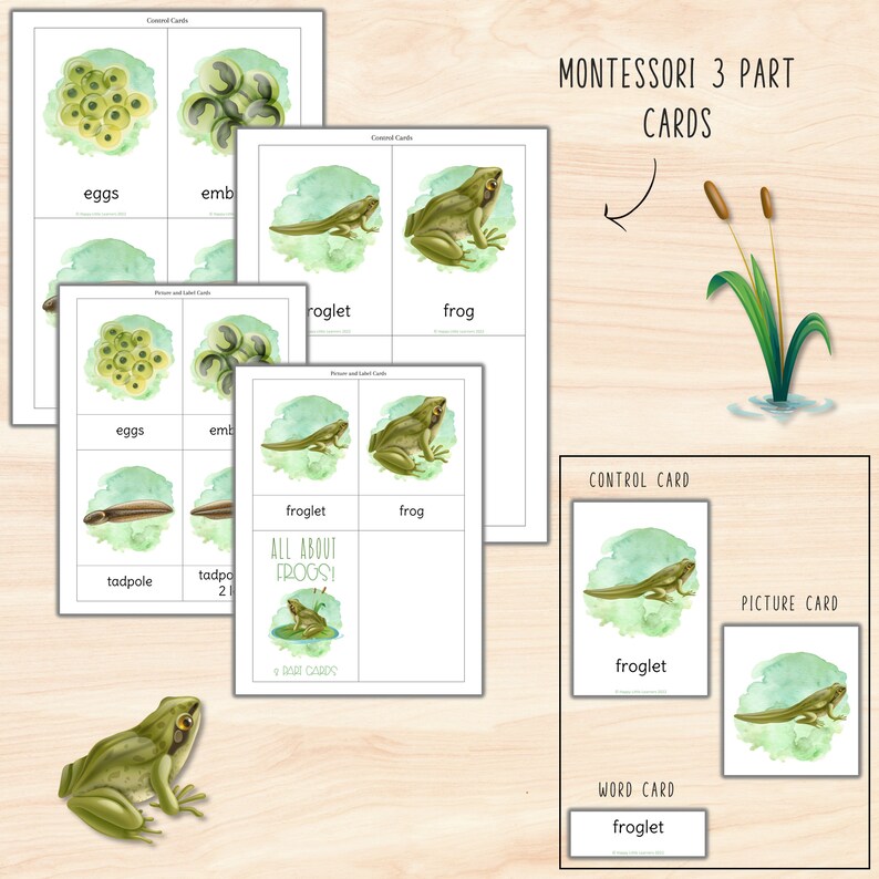 Frog Unit Study Bundle, Frog Life Cycle & Anatomy, Charlotte Mason ...