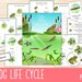 Honey Bee Unit Study Bundle, Bee Life Cycle & Anatomy, Charlotte Mason ...