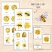 Honey Bee Unit Study Bundle, Bee Life Cycle & Anatomy, Charlotte Mason ...