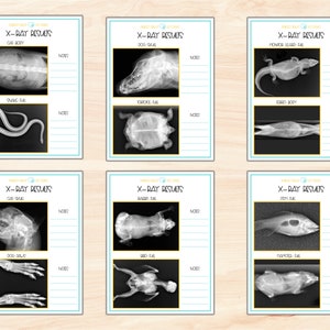 Vet Clinic Dramatic Play, Pretend Play Printable, Pet Play, Animal X ...