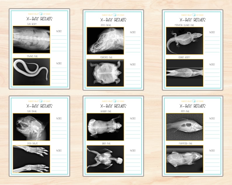 Vet Clinic Dramatic Play, Pretend Play Printable, Pet Play, Animal X ...