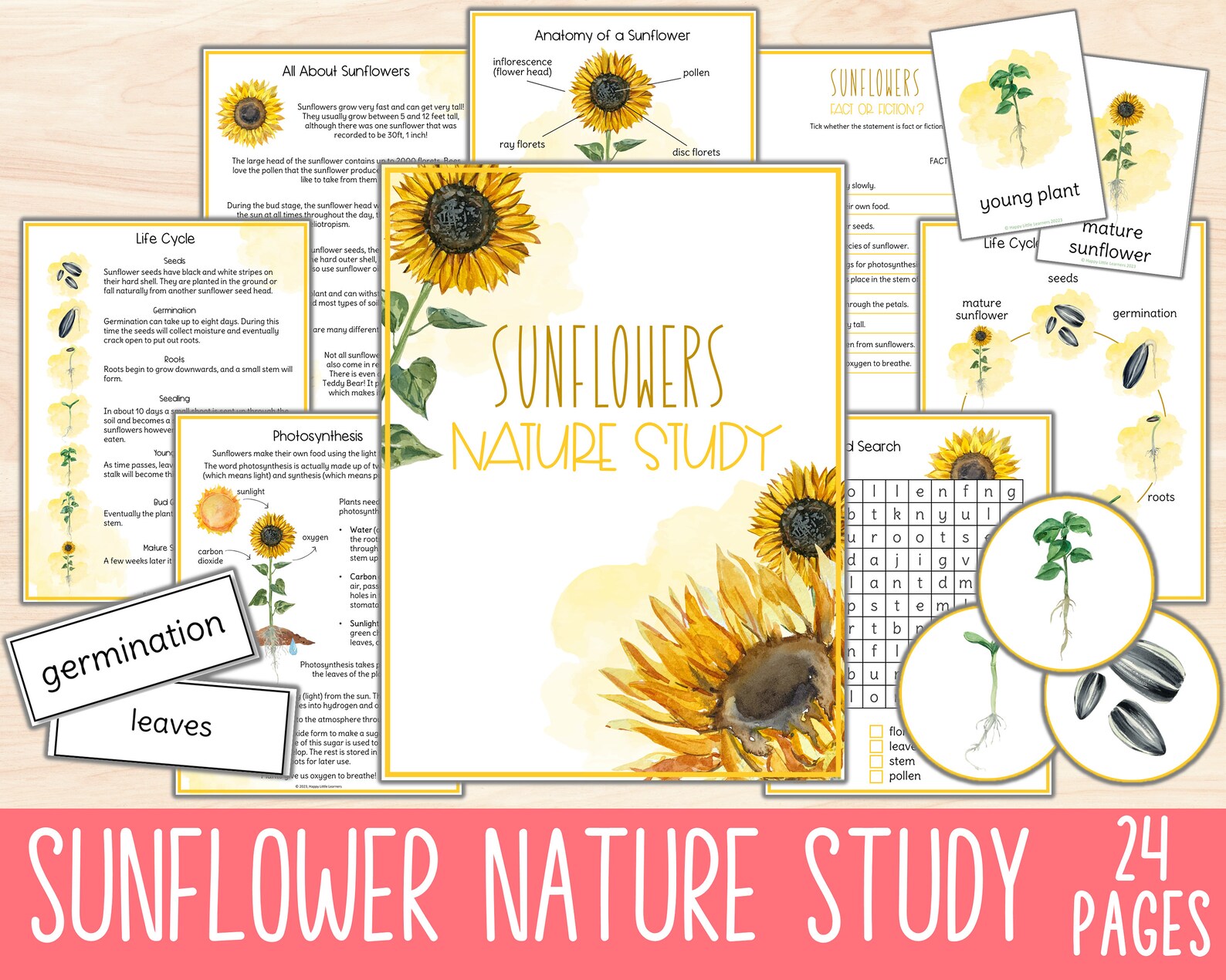 Sunflower Unit Study Bundle Sunflower Life Cycle & Anatomy - Etsy