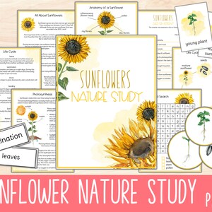 Sunflower Unit Study Bundle Sunflower Life Cycle & Anatomy - Etsy
