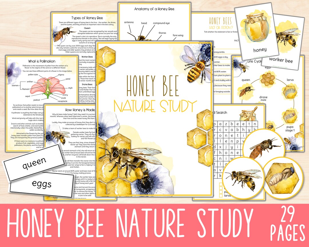 Honey Bee Unit Study Bundle Bee Life Cycle & Anatomy - Etsy