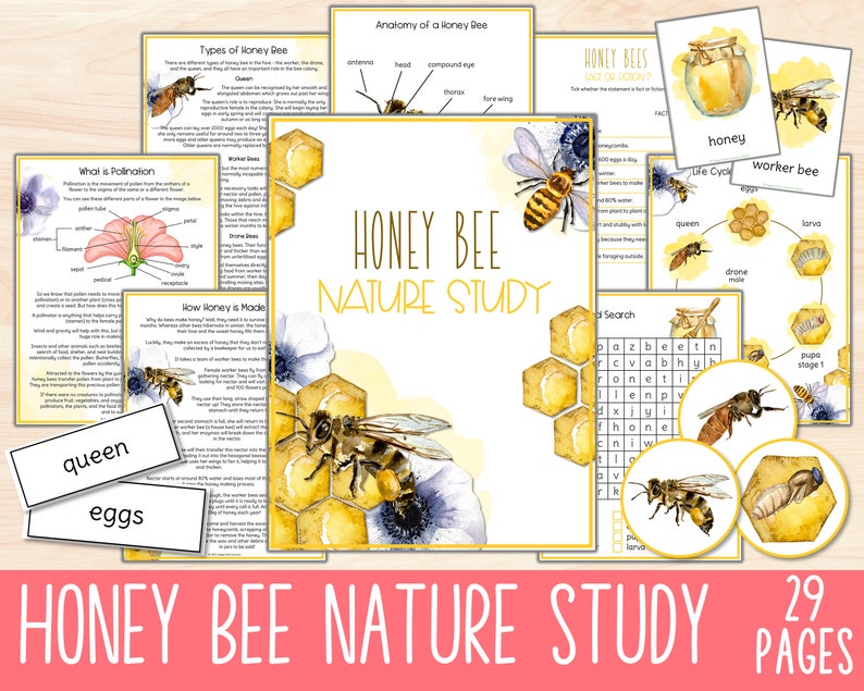 Honey Bee Unit Study Bundle Bee Life Cycle & Anatomy - Etsy