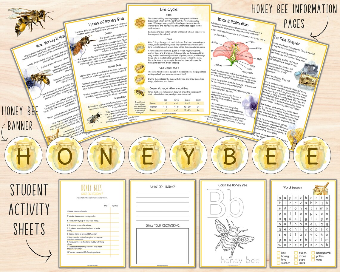 Honey Bee Unit Study Bundle Bee Life Cycle & Anatomy - Etsy