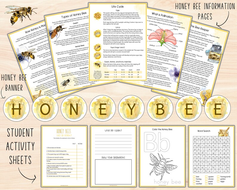 Honey Bee Unit Study Bundle Bee Life Cycle & Anatomy - Etsy