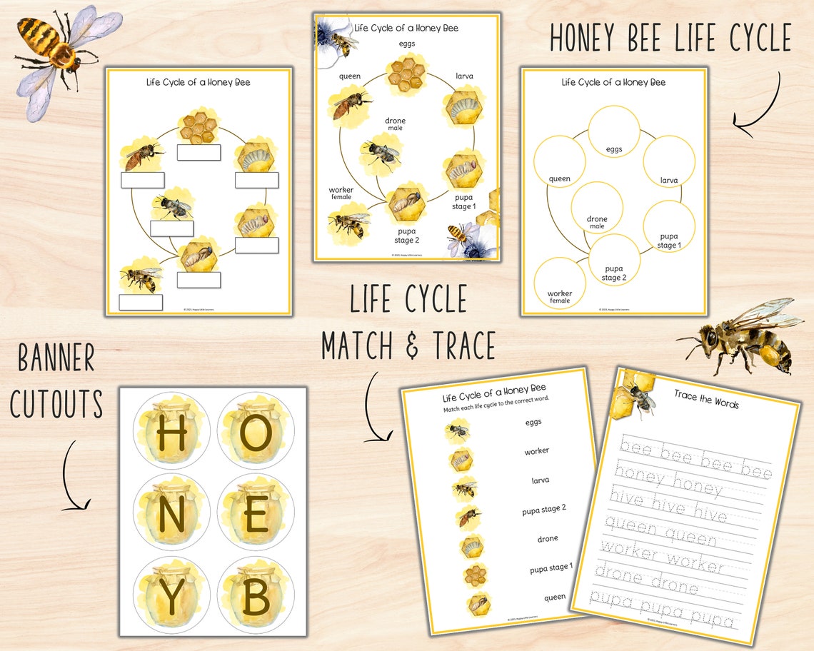 Honey Bee Unit Study Bundle Bee Life Cycle & Anatomy - Etsy