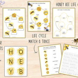 Honey Bee Unit Study Bundle Bee Life Cycle & Anatomy - Etsy