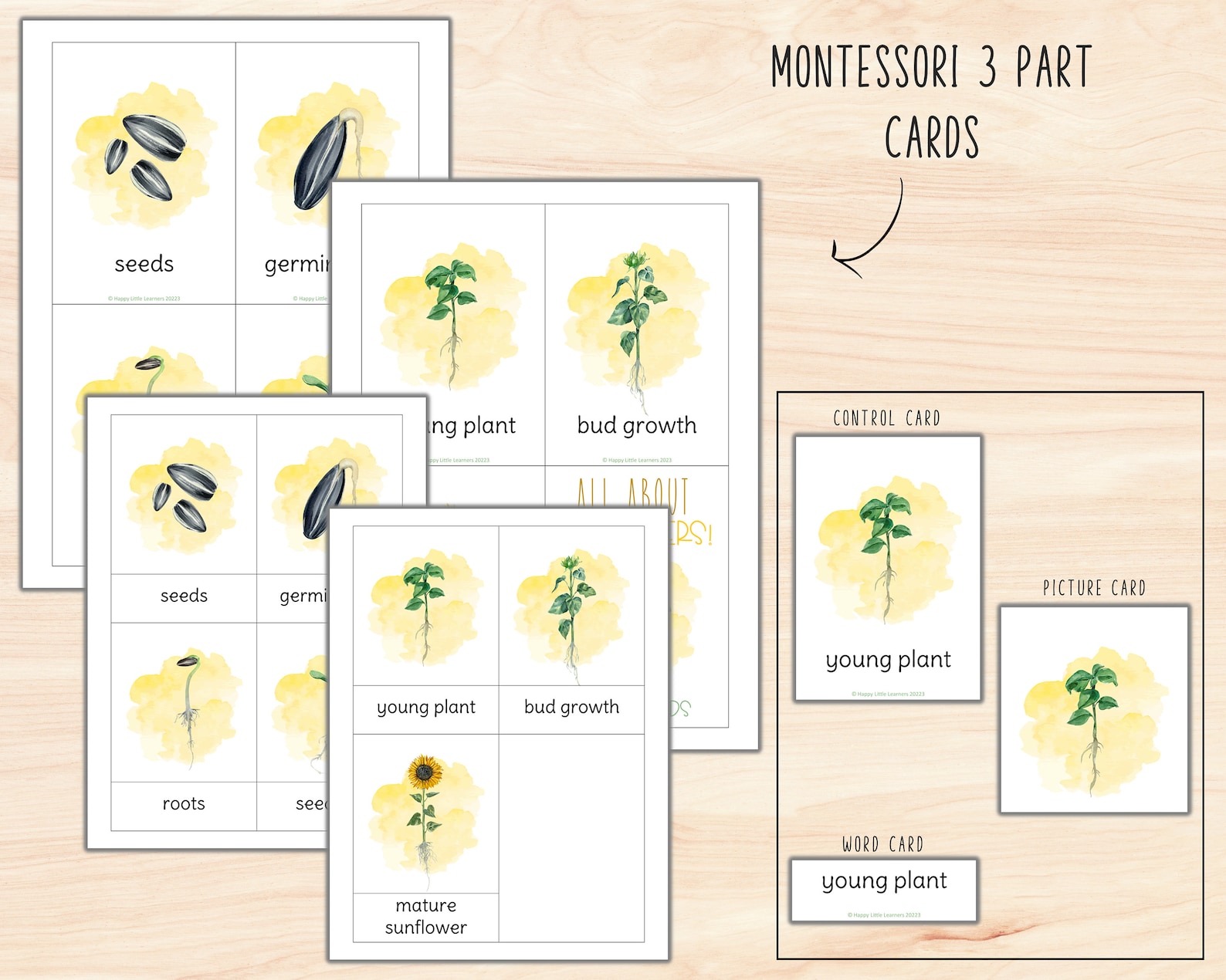 Sunflower Unit Study Bundle Sunflower Life Cycle & Anatomy - Etsy
