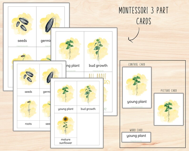 Sunflower Unit Study Bundle Sunflower Life Cycle & Anatomy - Etsy
