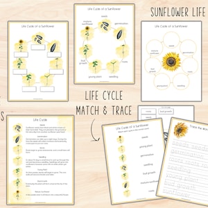 Sunflower Life Cycle Unit, Charlotte Mason Nature Study Printables ...