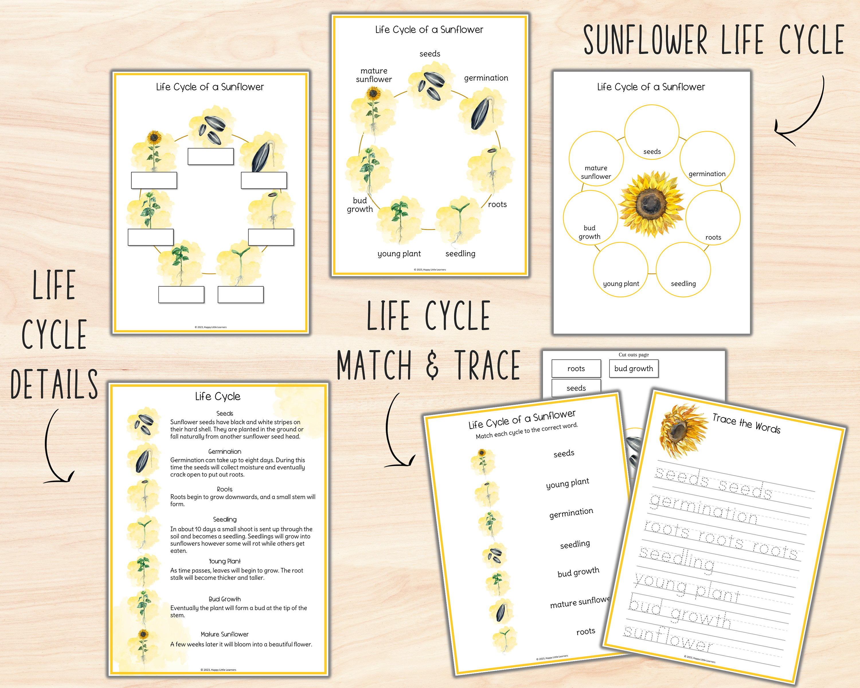 Sunflower Life Cycle Unit, Charlotte Mason Nature Study Printables ...
