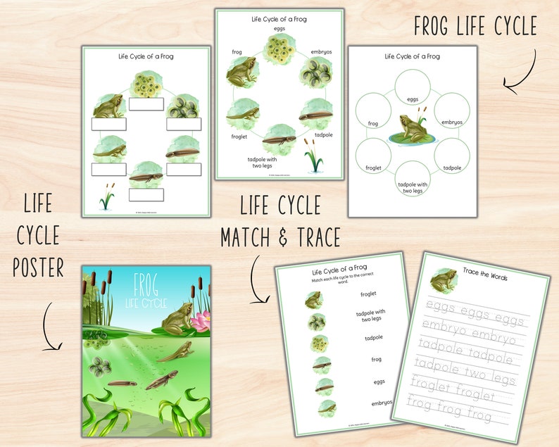 Frog Unit Study Bundle Frog Life Cycle & Anatomy Charlotte - Etsy