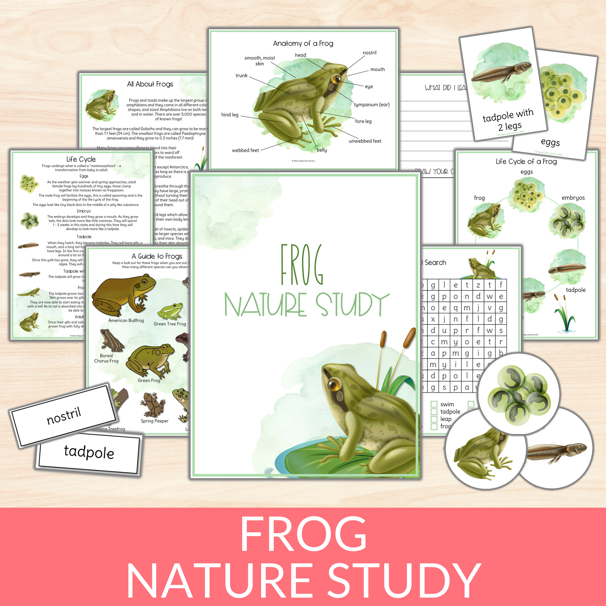 Frog Unit Study Bundle, Frog Life Cycle & Anatomy, Charlotte Mason ...