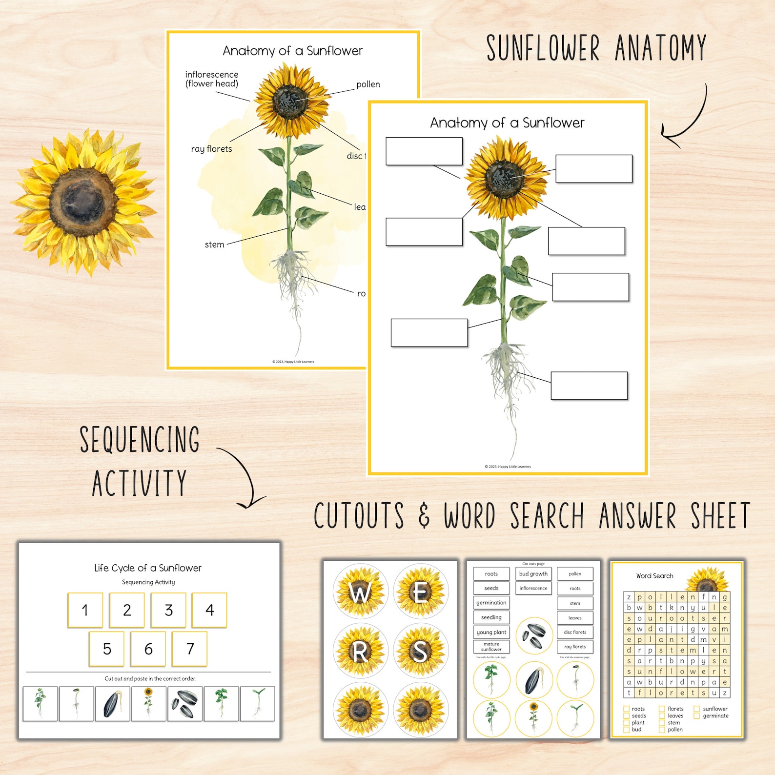 Sunflower Unit Study Bundle, Sunflower Life Cycle & Anatomy, Charlotte ...