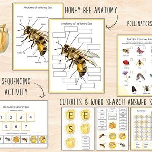 Honey Bee Unit Study Bundle Bee Life Cycle & Anatomy - Etsy