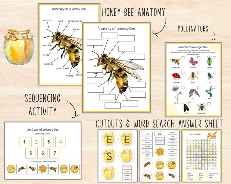 Honey Bee Unit Study Bundle Bee Life Cycle & Anatomy - Etsy