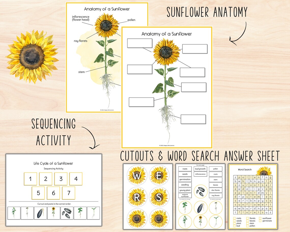Sunflower Unit Study Bundle Sunflower Life Cycle & Anatomy - Etsy