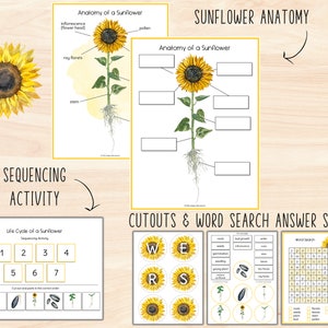 Sunflower Unit Study Bundle Sunflower Life Cycle & Anatomy - Etsy