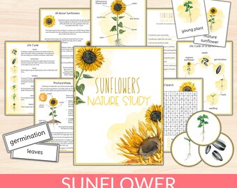 Honey Bee Unit Study Bundle, Bee Life Cycle & Anatomy, Charlotte Mason ...