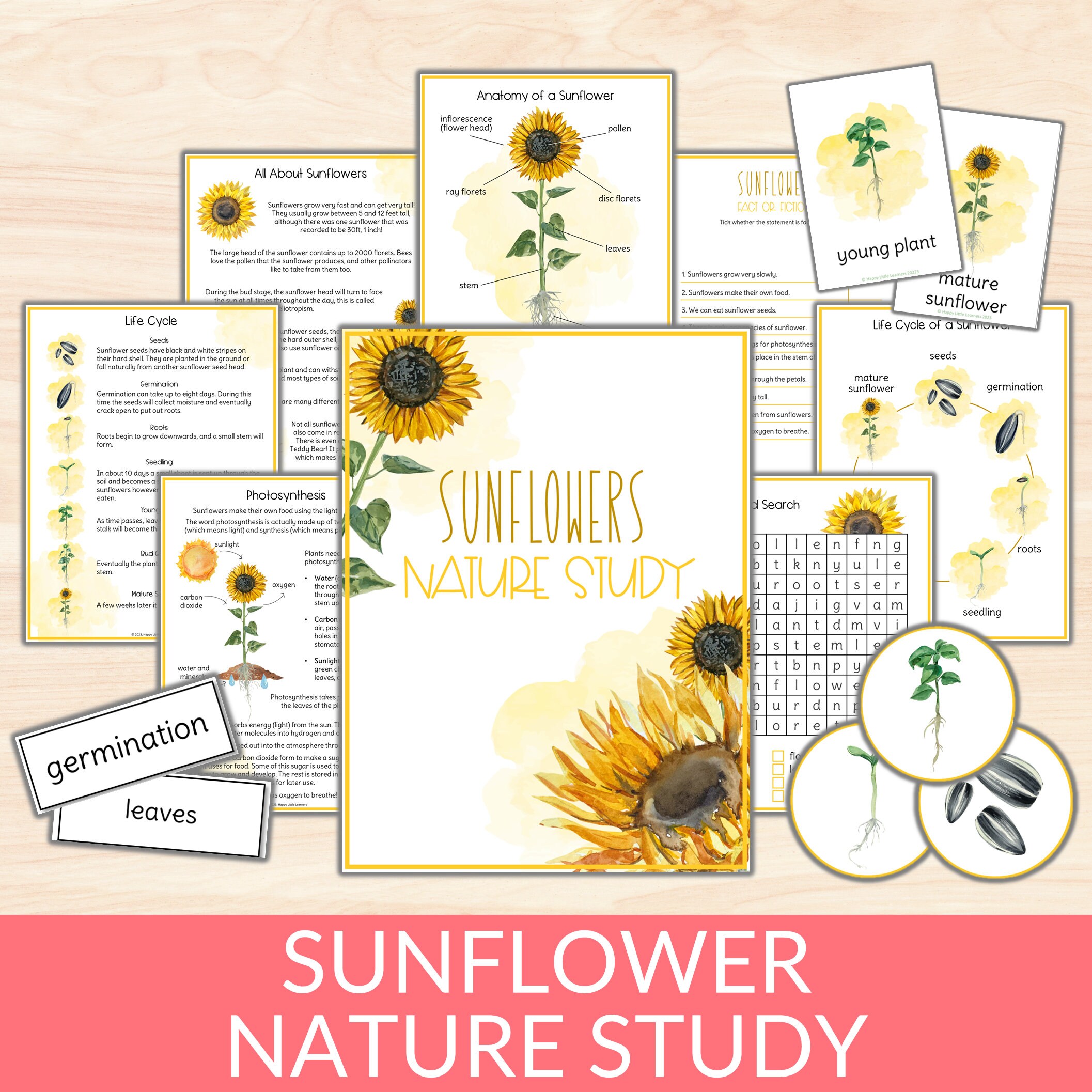 Sunflower Unit Study Bundle, Sunflower Life Cycle & Anatomy, Charlotte ...