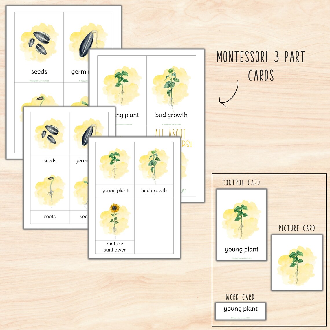 Sunflower Unit Study Bundle, Sunflower Life Cycle & Anatomy, Charlotte ...