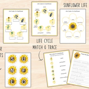 Sunflower Unit Study Bundle Sunflower Life Cycle & Anatomy - Etsy