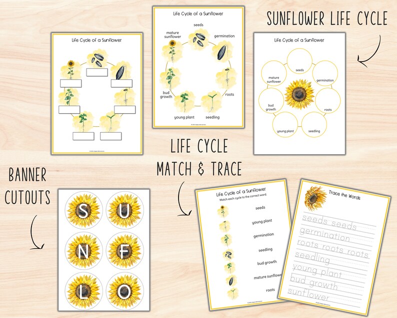 Sunflower Unit Study Bundle Sunflower Life Cycle & Anatomy - Etsy