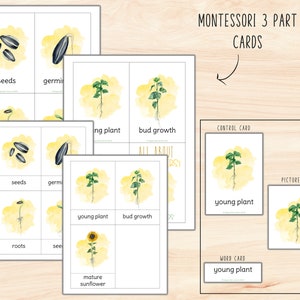 Sunflower Life Cycle Unit, Charlotte Mason Nature Study Printables ...