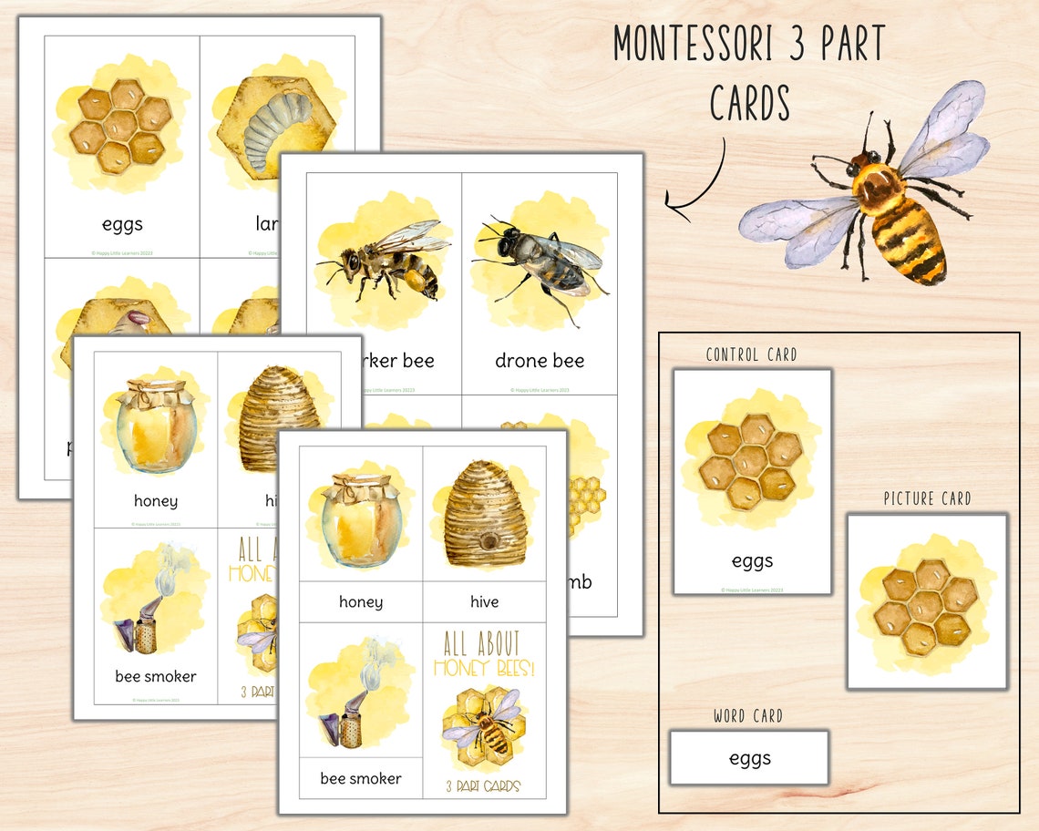 Honey Bee Unit Study Bundle Bee Life Cycle & Anatomy - Etsy