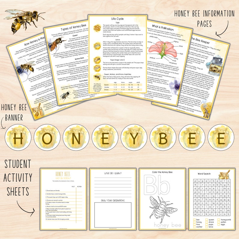 Honey Bee Unit Study Bundle, Bee Life Cycle & Anatomy, Charlotte Mason ...