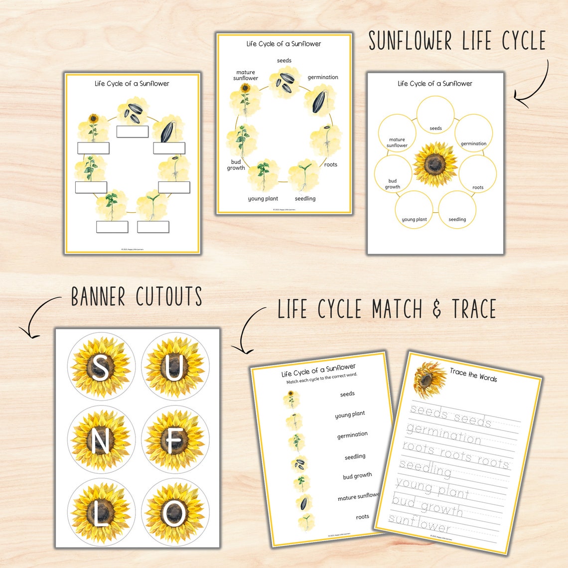 Sunflower Unit Study Bundle, Sunflower Life Cycle & Anatomy, Charlotte ...