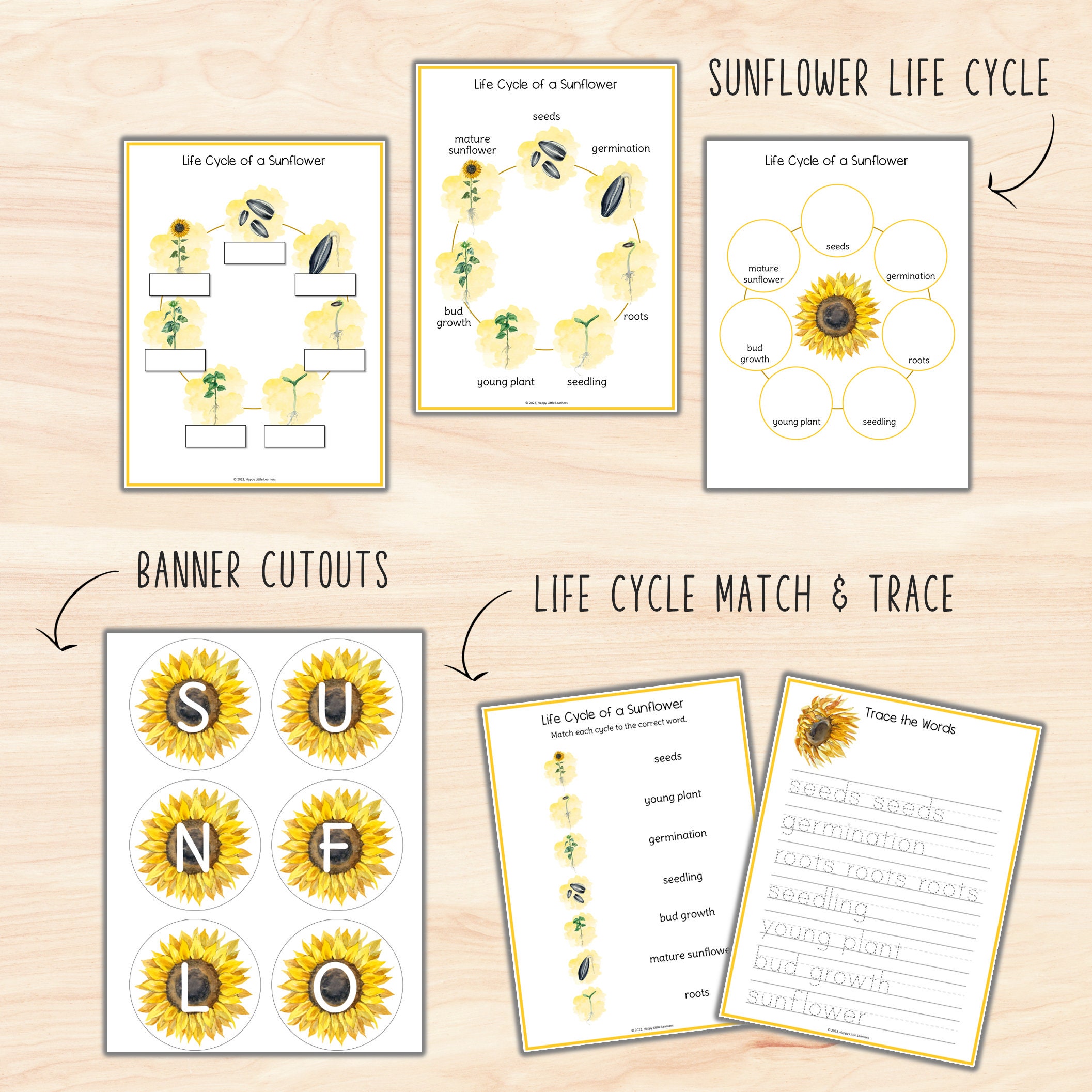 Sunflower Unit Study Bundle, Sunflower Life Cycle & Anatomy, Charlotte ...