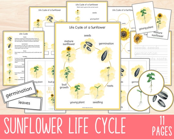 Sunflower Life Cycle Worksheet